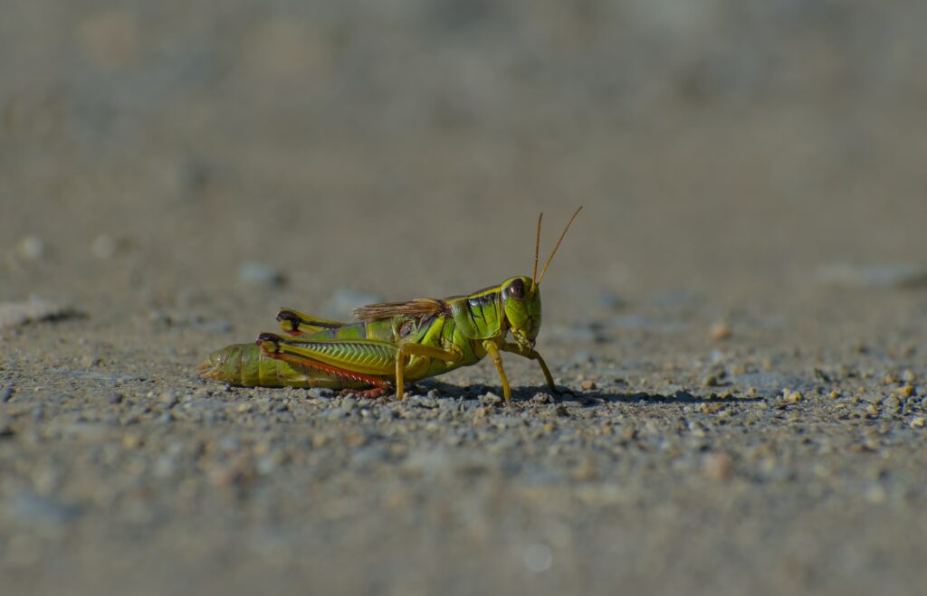 Invisible Defenses: How to Keep Your Home Insect-Free - Unified Home ...